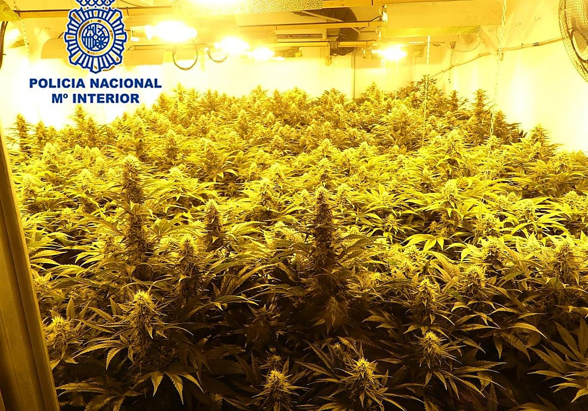 Detenidos los dos responsables de dos plantaciones de marihuana en Alcantarilla | La Verdad